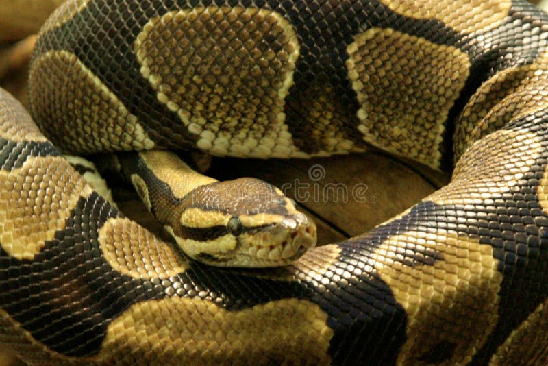 Pythonschlange-Schlange stockfoto. Bild von reptil, wild - 4859968