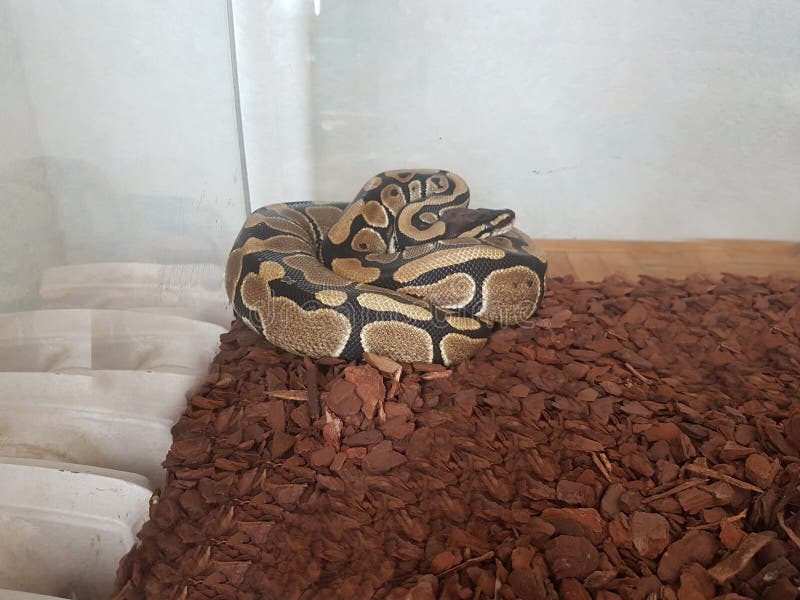 Pythonschlange In Seinem Terrarium Stockbild - Bild von glas, haut ...