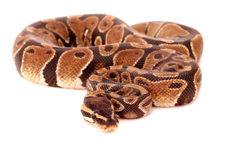 Królewski Python Python Regius Zwany Python Jest Gatunkiem Python ...