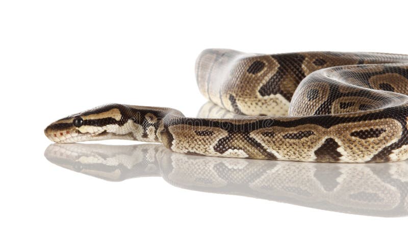 Królewski Python Python Regius Zwany Python Jest Gatunkiem Python ...