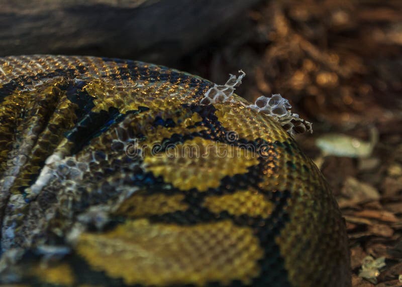 Pyton snake changing skin stock image. Image of skin - 194520311