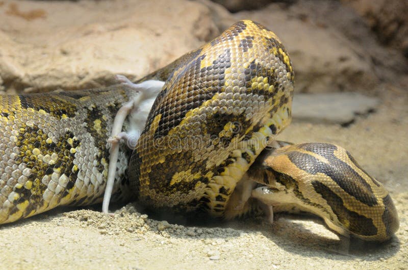 Pyton stock photo. Image of lunch, snake, reptile, pyton - 39746856
