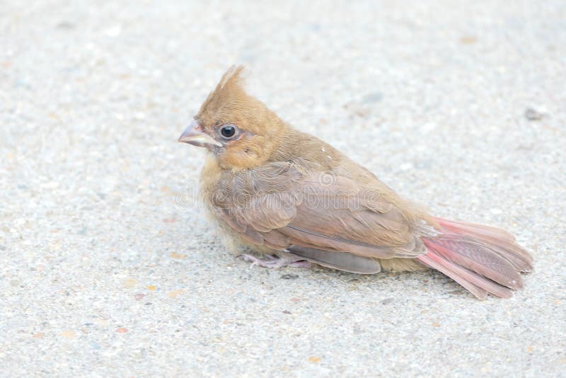 Pájaro Cardinal Juvenil Del Norte Foto de archivo - Imagen de lindo ... Pájaro Cardinal Juvenil Del Norte Foto de archivo - Imagen de lindo ...