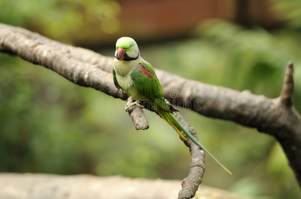 Pájaro --- Lory verde foto de archivo. Imagen de animal - 12845236