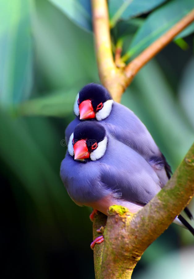 Ninho De Pássaros-pardal Com Cinco Ovos Imagem de Stock - Imagem de liquens, nave: 237163789