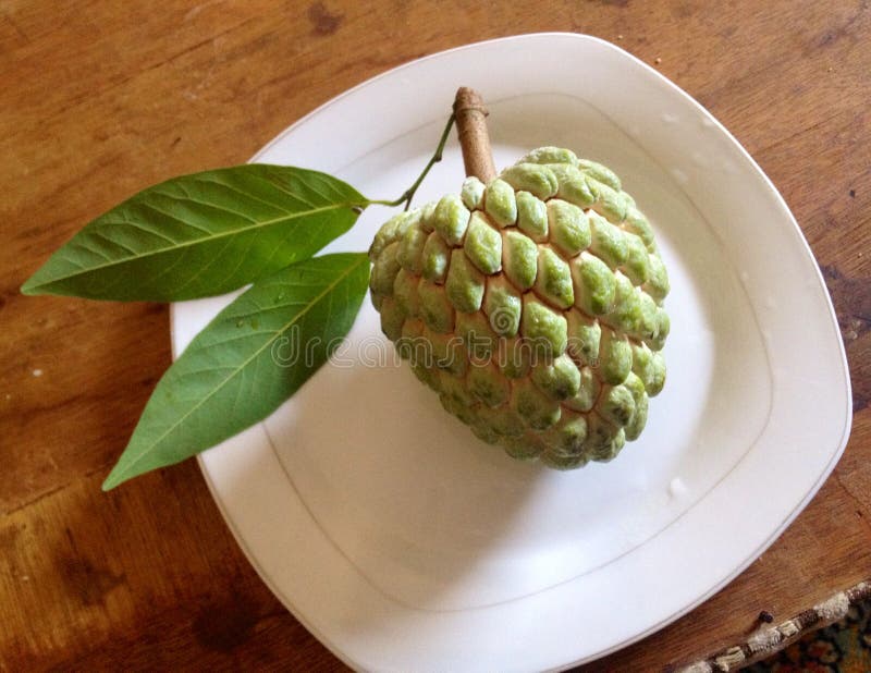 Qeshta stock image. Image of life, happy, imge - 48480025