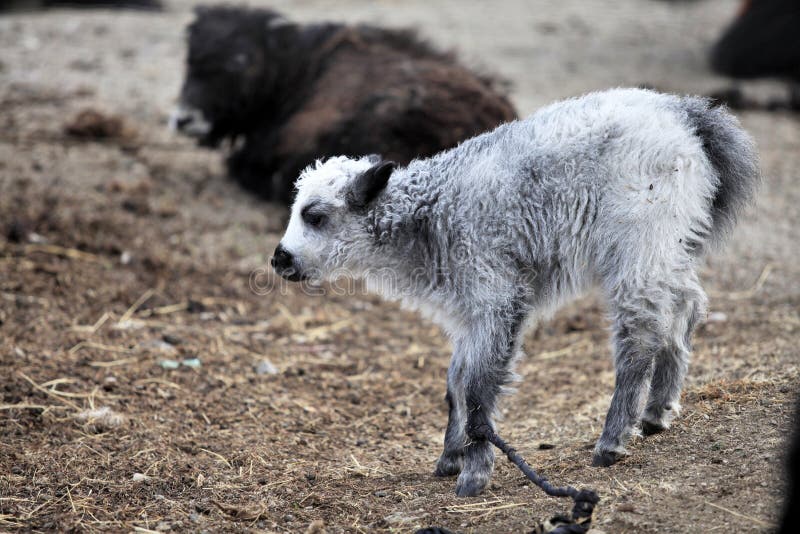 Qinghai Black Tibetan Sheep Stock Image - Image of animal, tibetan ...