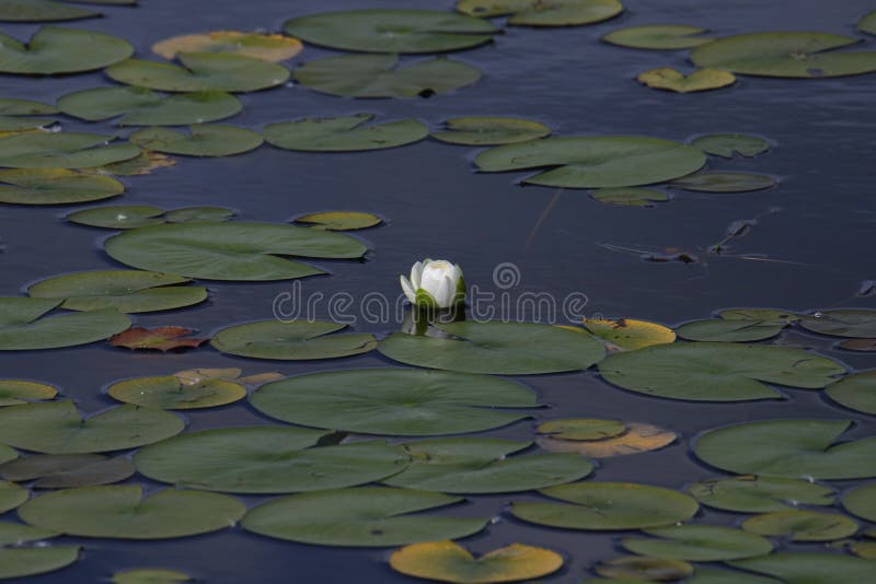 Single Water Lily and Lots of Leaves Stock Image - Image of flowering ...
