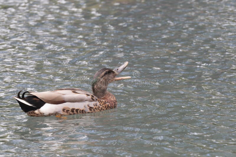 Quack stock image. Image of anas, rico, leffanta, bill - 69864159