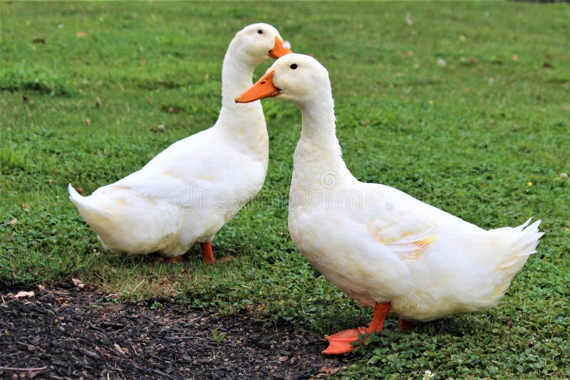 Quack Quack stock photo. Image of call, grazing, breed - 98405606