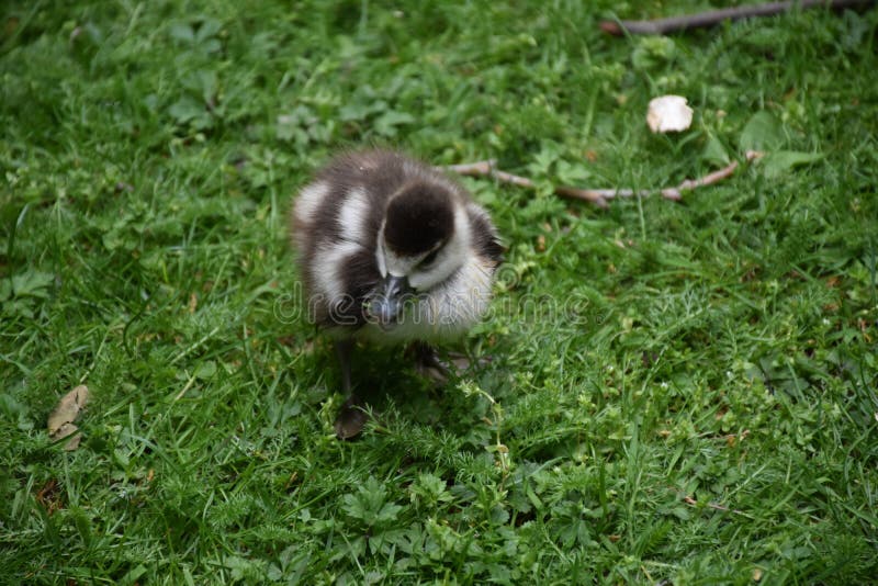 Quacking Baby Duckling Standing Near a Stick in the Grass Stock Image ...