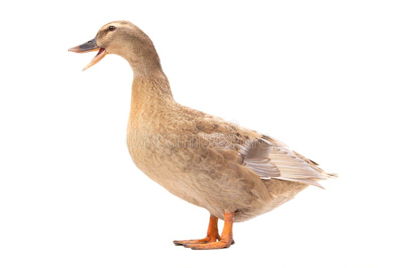Quacking Duck Isolated on a White Stock Photo - Image of open, mouth ...