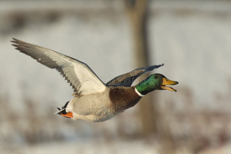 Quacking Duck stock photo. Image of quacking, waterfowl - 30384732
