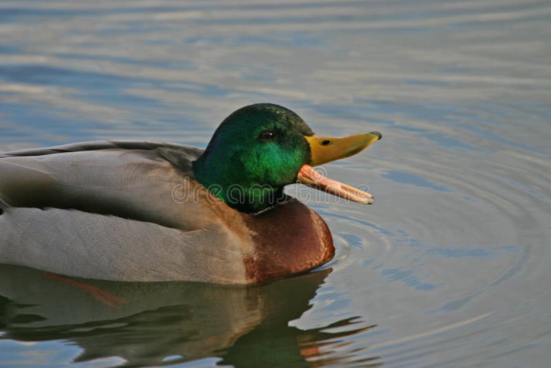 Mallard duck quacking stock photo. Image of boat, bird - 6682844