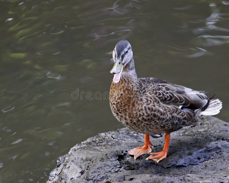 Quacking Mallard stock photo. Image of river, bird, feet - 62358300