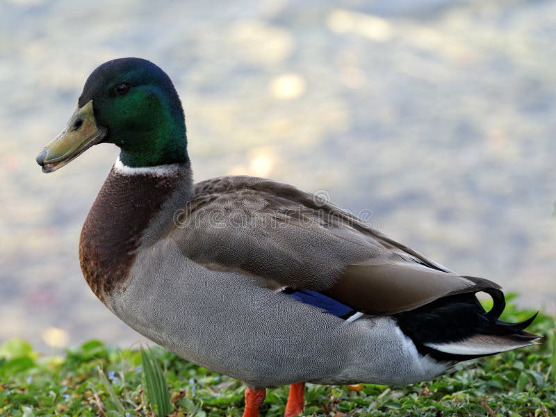 Mallard duck quacking stock photo. Image of mountains - 6682844
