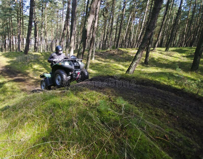 Quad Speeding in Forest (ATV) Stock Photo - Image of forest, trees: 4881072