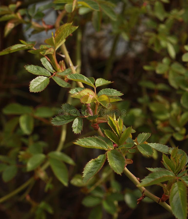 Vertical Photo of Sprig of a Rose Bush in Spring. Stock Photo - Image ...