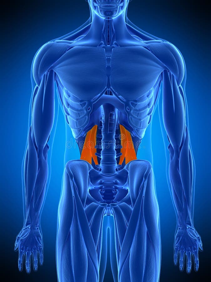 The quadratus lumborum stock illustration. Illustration of blue - 72487596