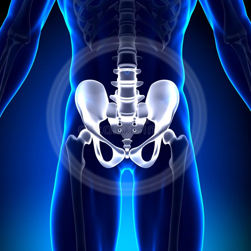 Quadril/ísquio/púbis/sacro/Ilium - Ossos Da Anatomia Ilustração Stock ...