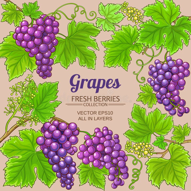 Quadro do vetor das uvas ilustração do vetor. Ilustração de baga ...