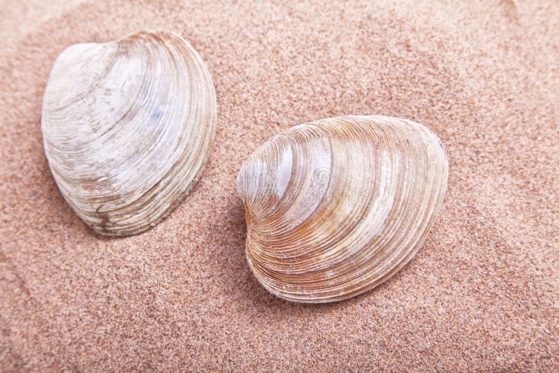 Quahaug stock image. Image of shell, kitchen, healthy - 25067961