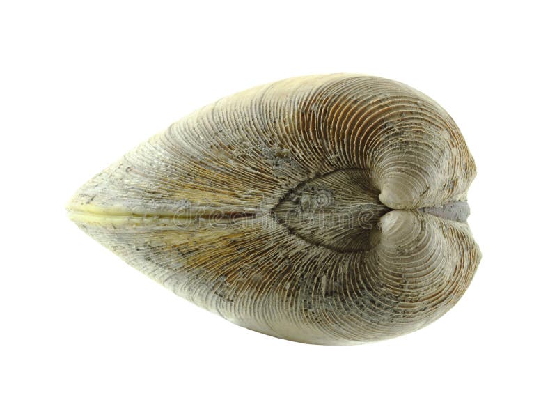 Quahog stock image. Image of chowder, delicacy, background - 10573243