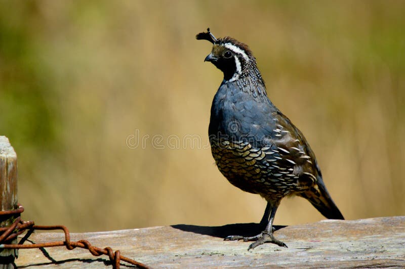 Quail stock image. Image of clouseup, nature, calm, colorful - 110773