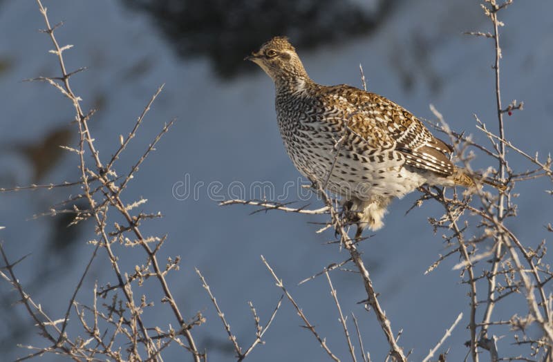 Quail stock image. Image of female, brown, bird, cold - 20192633