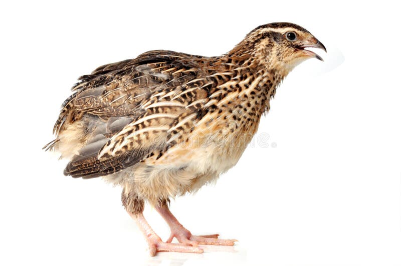 Quail stock photo. Image of rooster, rural, coturnix - 25601544