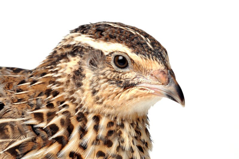 Quail stock photo. Image of rooster, rural, coturnix - 25601544