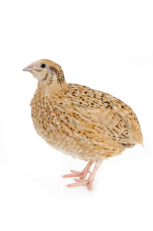 Japanese Quail stock photo. Image of poultry, black, quail - 26035070