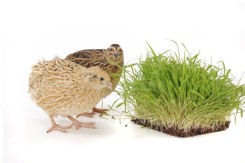 Quail stock image. Image of domestic, product, isolated - 26788859