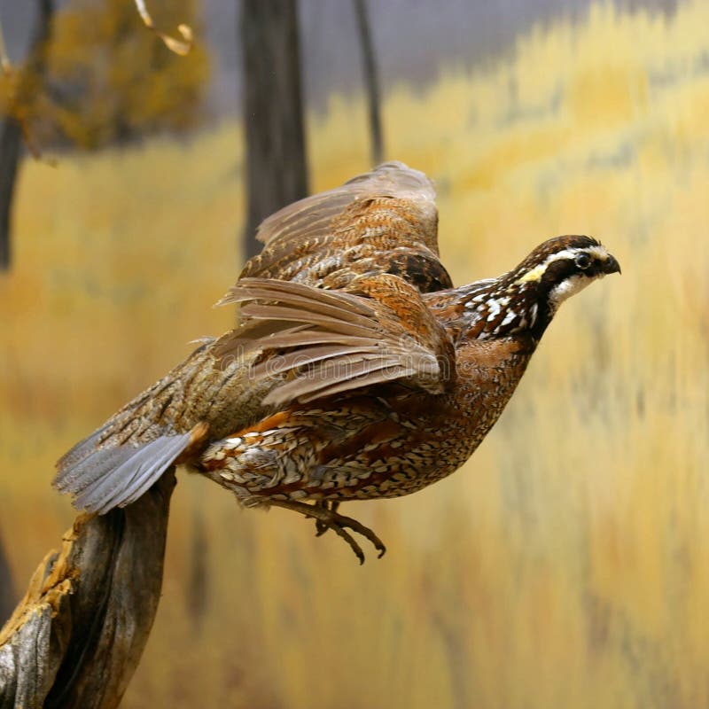 Quail stock image. Image of wildlife, feathers, quail - 5614297