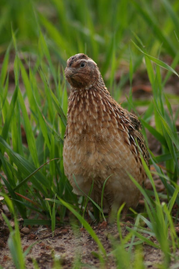 Quail stock photo. Image of farm, crop, bird, feather - 8230340