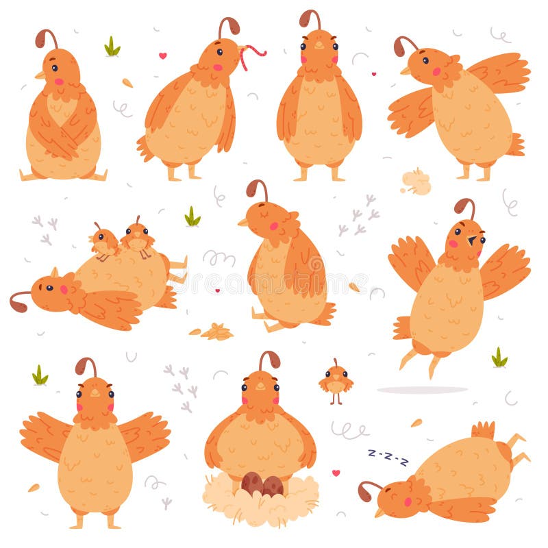 Quail Bird with Crest and Feathers Engaged in Different Activity Vector ...
