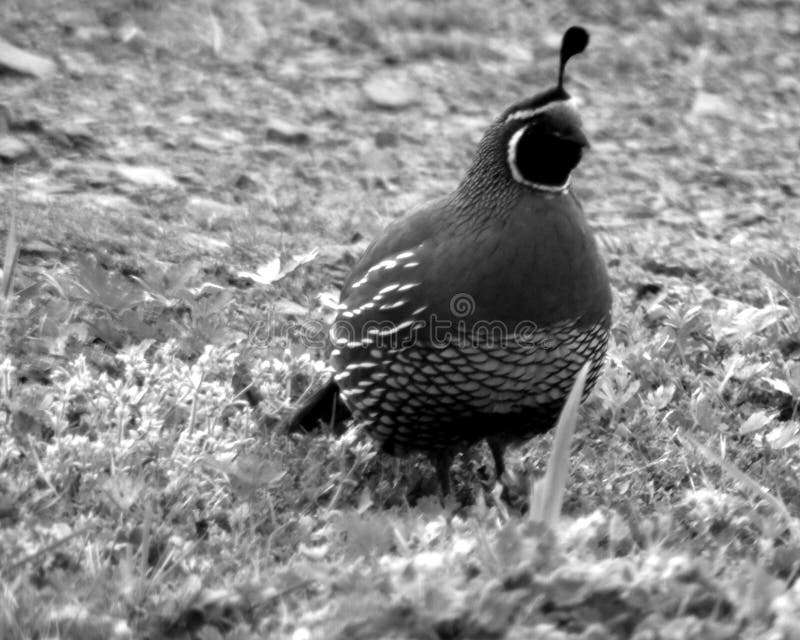 Quail Bird on the Grass Watching Waiting Stock Image - Image of bird ...