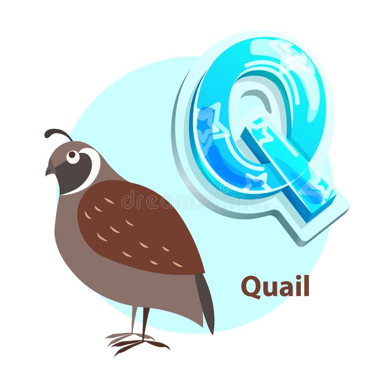 Letter Q is for Quail Bird Cartoon Alphabet Stock Vector - Illustration ...