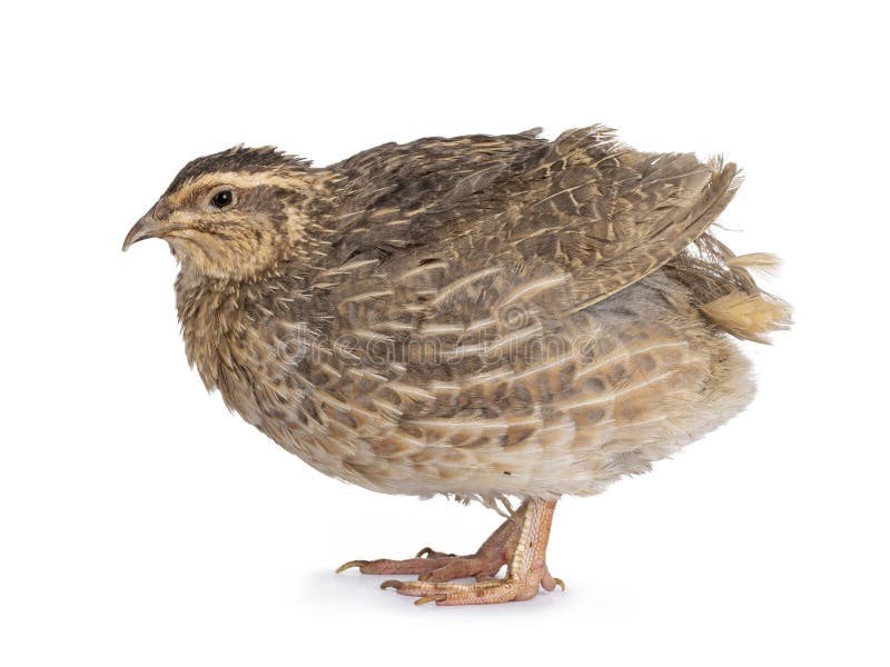 Quail Bird on White Background Stock Image - Image of isolated, cute ...