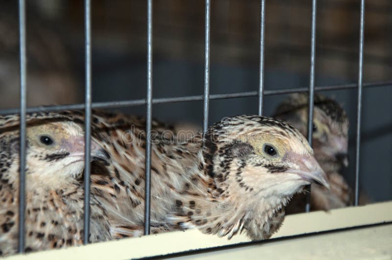 Quail in a Cage Close-up. Quail Farm Stock Photo - Image of wild ...