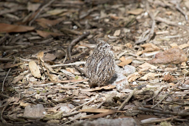 Hidinggrey Stock Photos - Free & Royalty-Free Stock Photos from Dreamstime