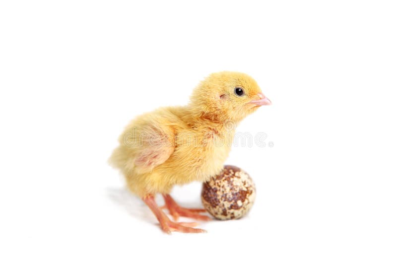 Quail chick Isolated stock photo. Image of bill, hatched - 25140292
