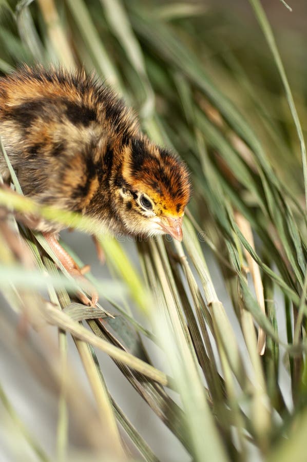 Quail Chickens Just Born in a Basket Stock Image - Image of quail ...