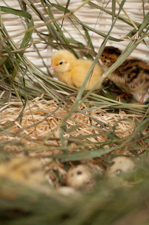 Quail Chickens Just Born in a Basket Stock Photo - Image of chicken ...