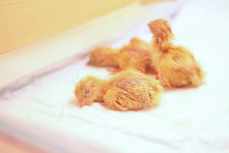 Quail chicks in a brooder stock photo. Image of flower - 192902698