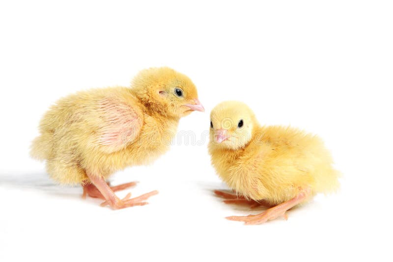 Quail chicks stock image. Image of wing, yellow, horizontal - 25189325