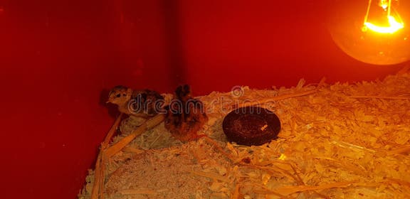 Quail chicks in a brooder stock photo. Image of flower - 192902698