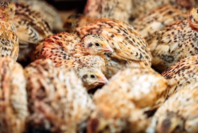 Quail chicks in a brooder stock photo. Image of flower - 192902698