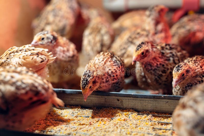 Quail chicks in a brooder stock photo. Image of flower - 192902698