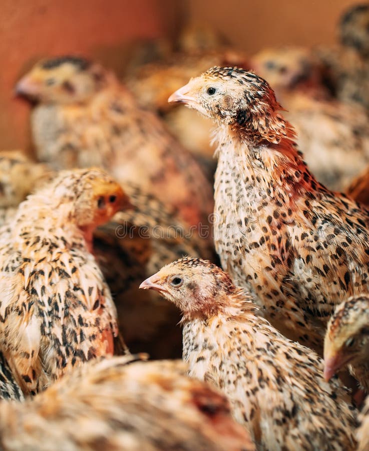 Quail chicks in a brooder stock photo. Image of flower - 192902698